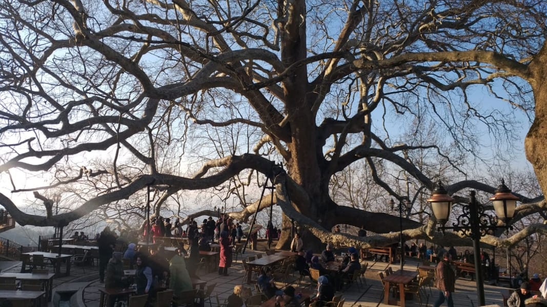 Inkaya Historical Tree in Bursa | İnkaya Tarihi Çınar Ağacı | Ebla