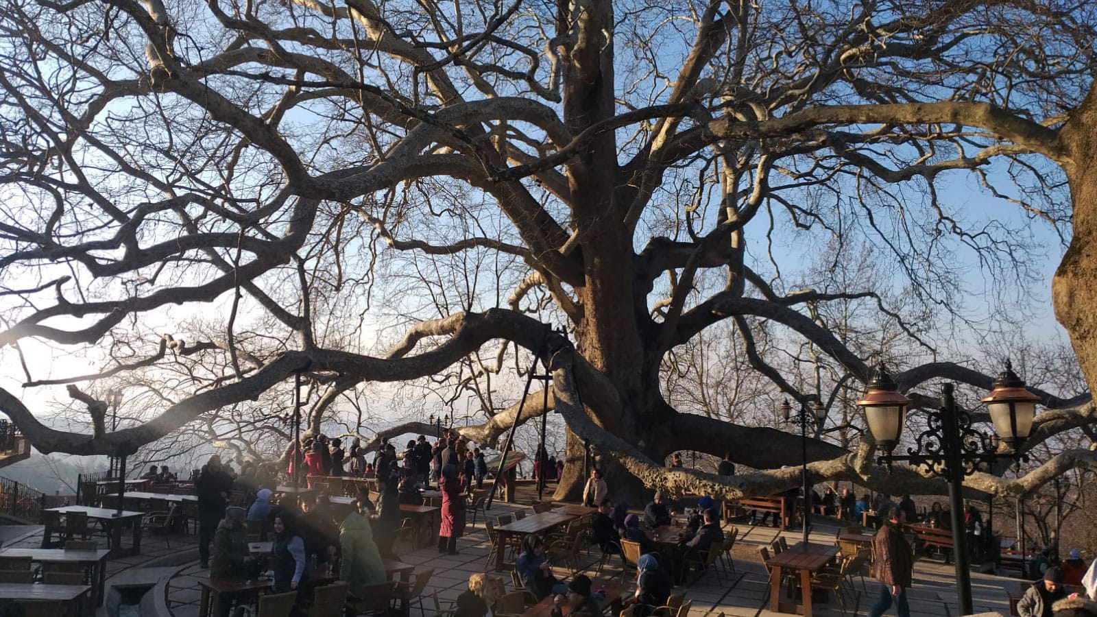 Inkaya Historical Tree in Bursa | İnkaya Tarihi Çınar Ağacı | Ebla