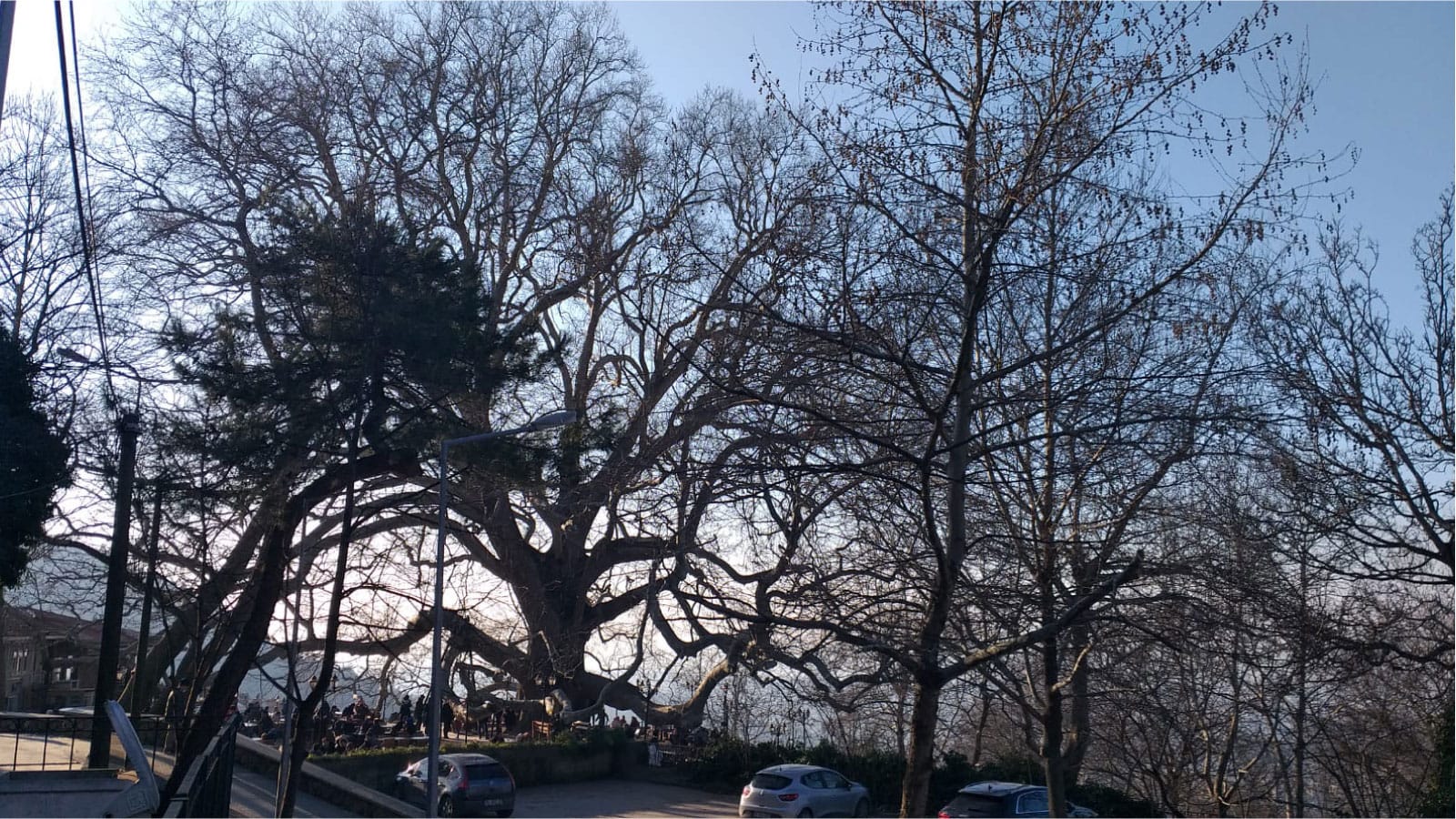 Inkaya Historical Tree in Bursa | İnkaya Tarihi Çınar Ağacı | Ebla