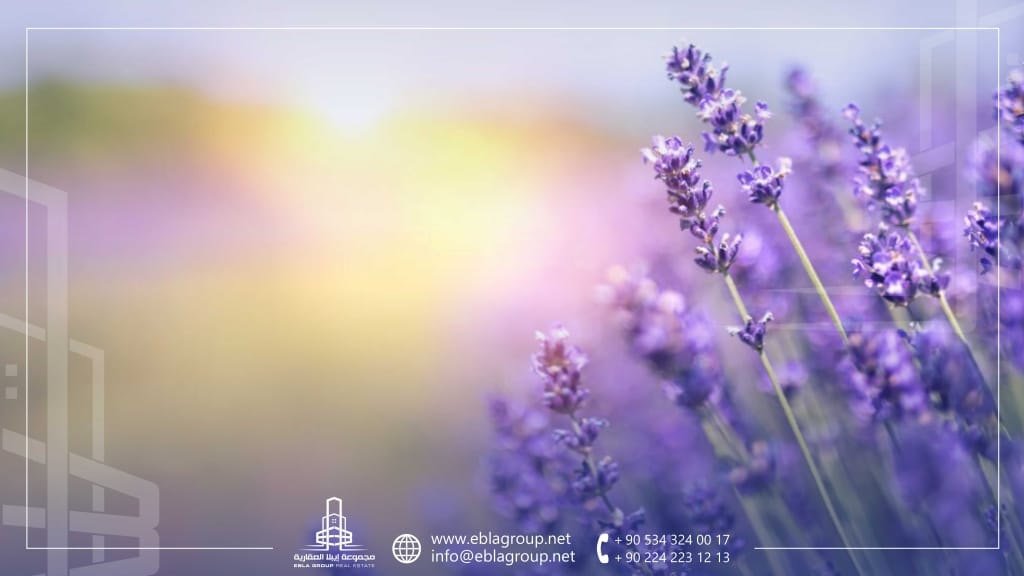 Famous flowers and plants in Turkey | Ebla Group