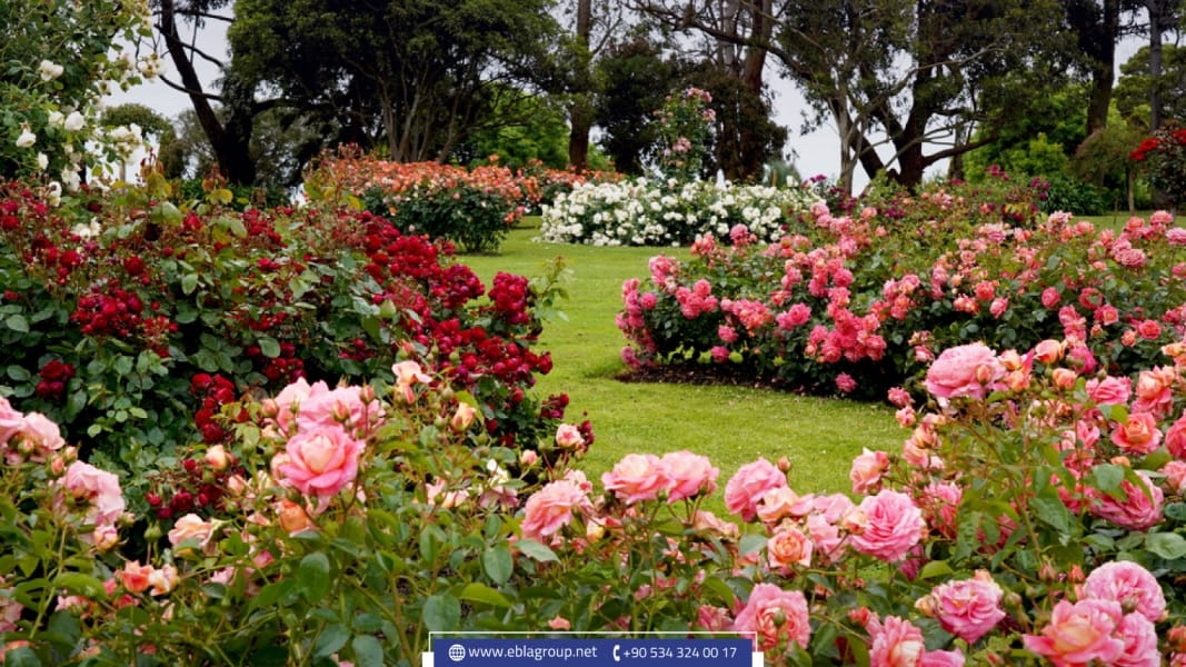 Famous flowers and plants in Turkey | Ebla Group