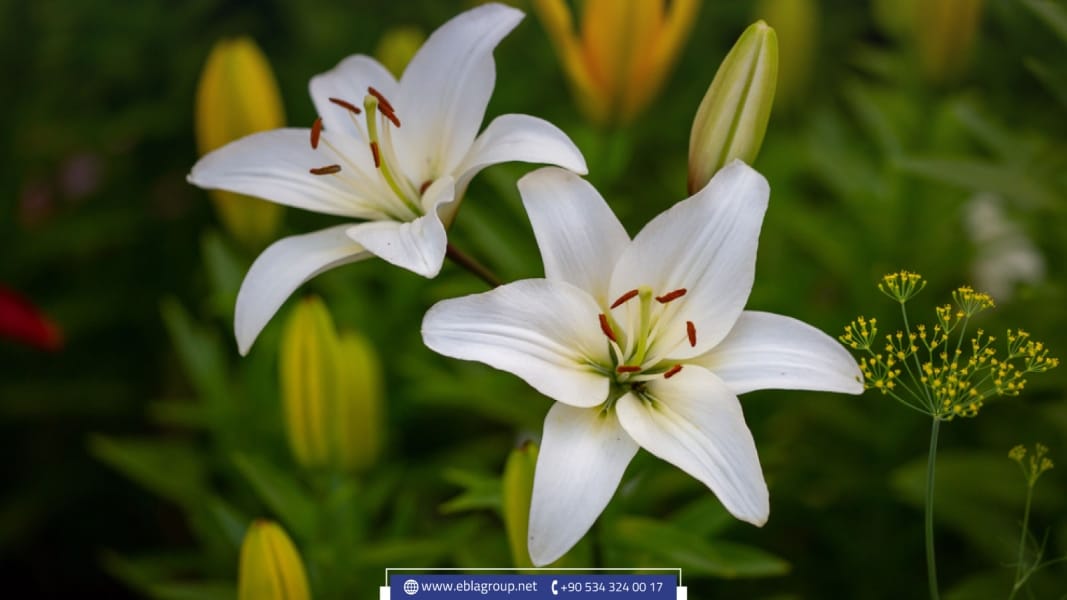 Famous flowers and plants in Turkey | Ebla Group