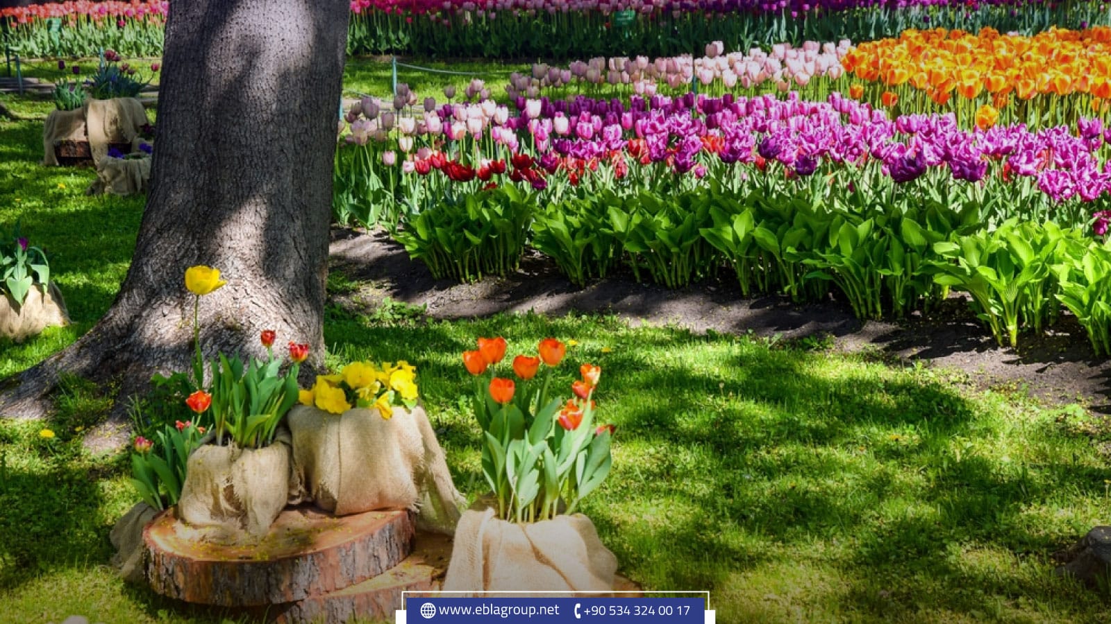 Famous flowers and plants in Turkey | Ebla Group