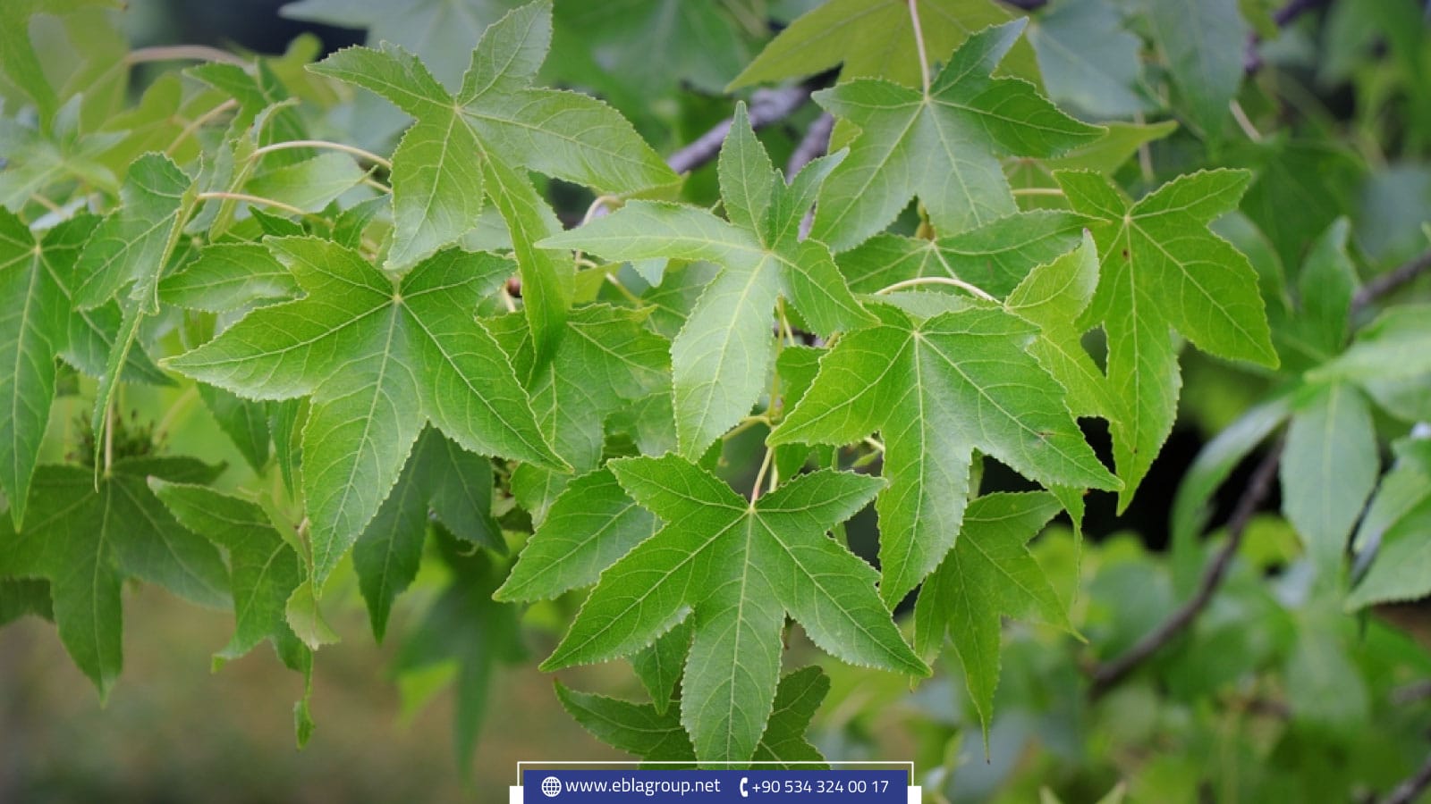 Famous flowers and plants in Turkey | Ebla Group