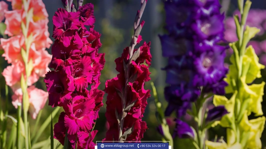 Famous flowers and plants in Turkey | Ebla Group
